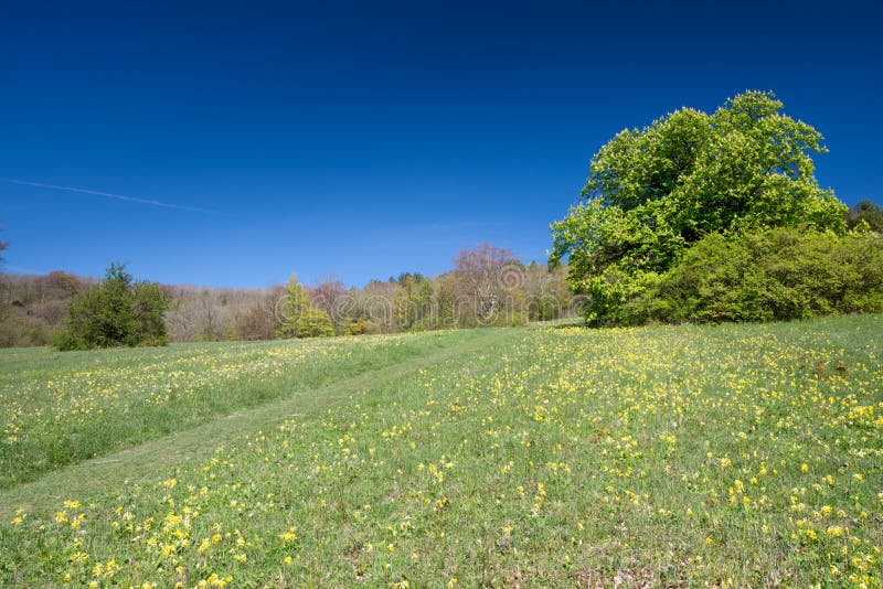 Chestnut Tree stock photo. Image of growth, outdoors - 40144614