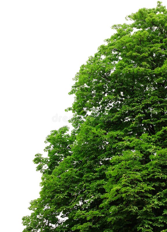 Chestnut tree leaves stock photo. Image of growing, border - 15234772