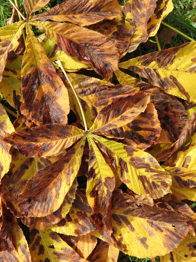 Chestnut tree leaves stock photo. Image of chestnut, plant - 27204196