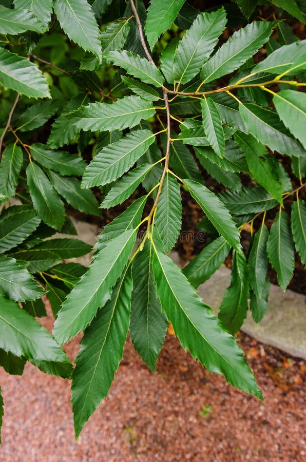 Chestnut Tree Leaves Details Stock Image - Image of castanea, color ...