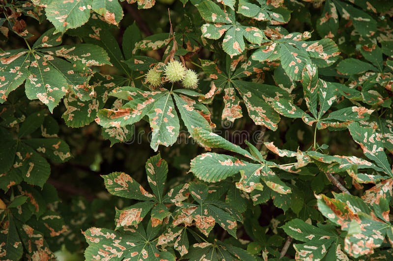 Chestnut Tree Leaves and Moth Stock Photo - Image of disintegrating ...