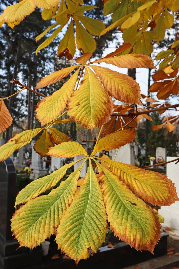 Chestnut Tree Leaves on the Three in Autumn Time Stock Image - Image of ...