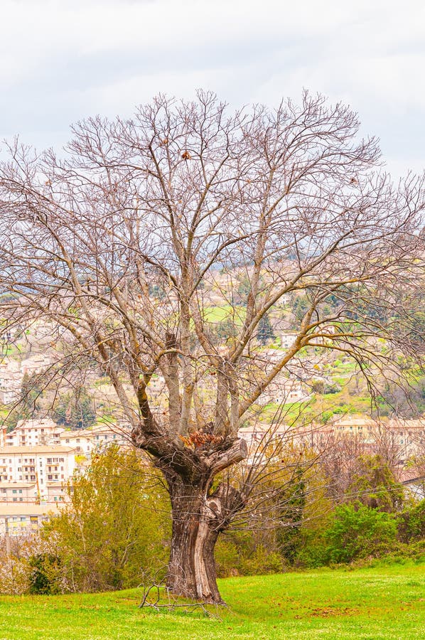 Chestnut Tree, Leafless, in Early Spring, in Italy Stock Image - Image ...