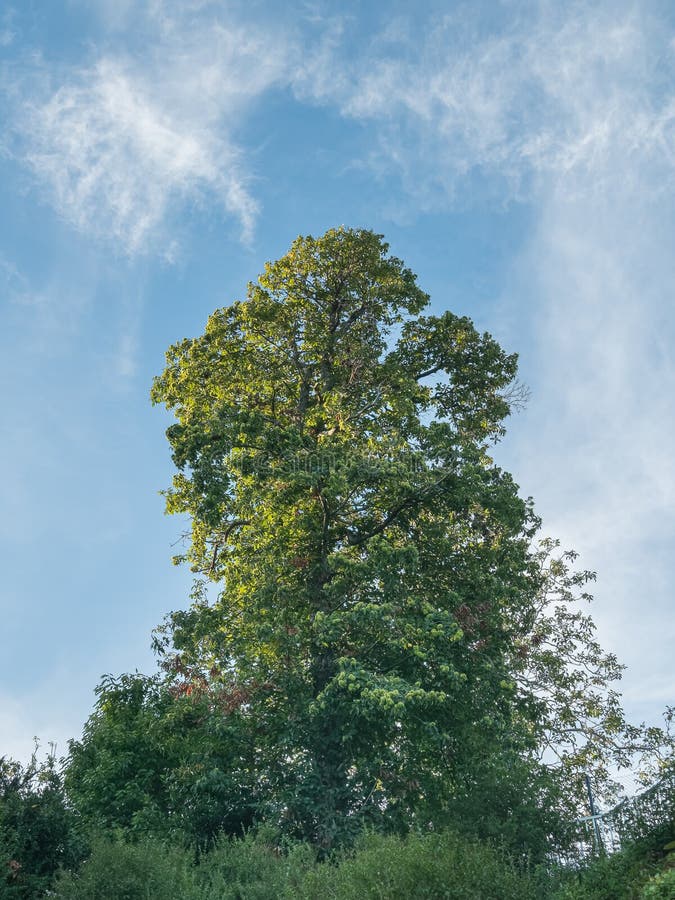 Chestnut Tree Over Blue Sky with Clouds Castanea Sativa Stock Photo ...