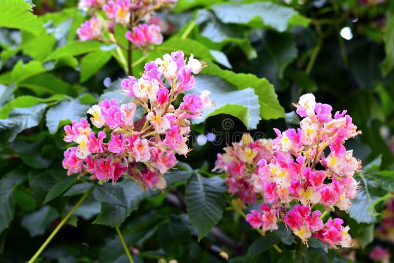 Chestnut Tree Pink in Bloom Stock Photo - Image of bloom, chestnut ...