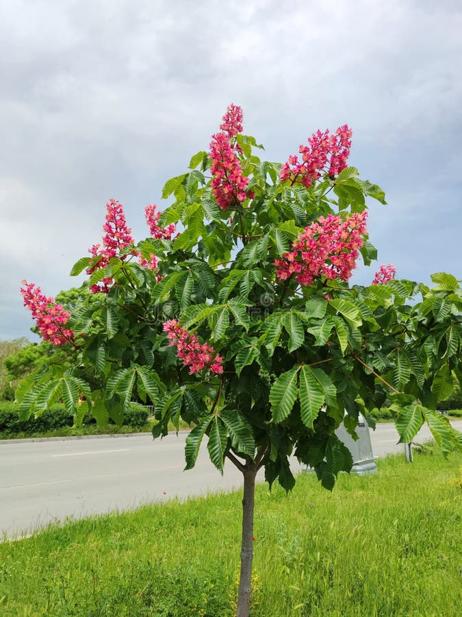 Chestnut Tree with Pink Flowers Close Up Stock Photo - Image of branch ...
