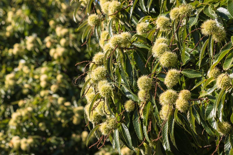 Chestnut Tree with Ripe Seeds Stock Image - Image of castanea, edible ...