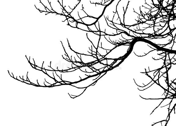 Chestnut Tree Silhouette Stock Illustrations – 2,521 Chestnut Tree ...