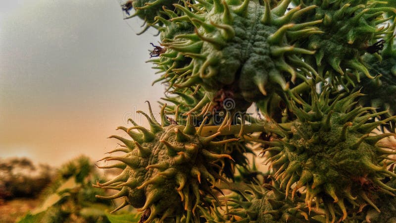 Chestnut tree stock photo. Image of fruit, nature, chestnut - 112890618