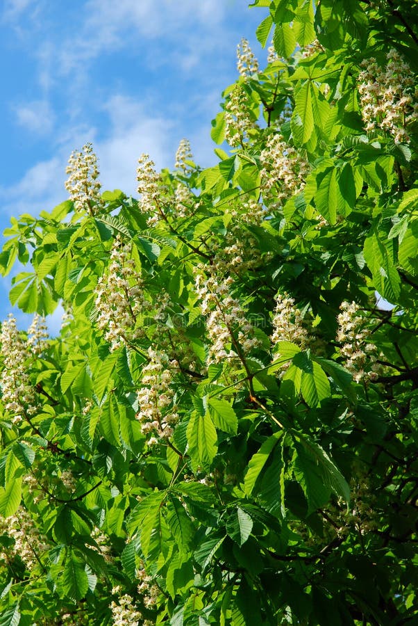 Chestnut tree in spring stock photo. Image of plant, aesculus - 14365754