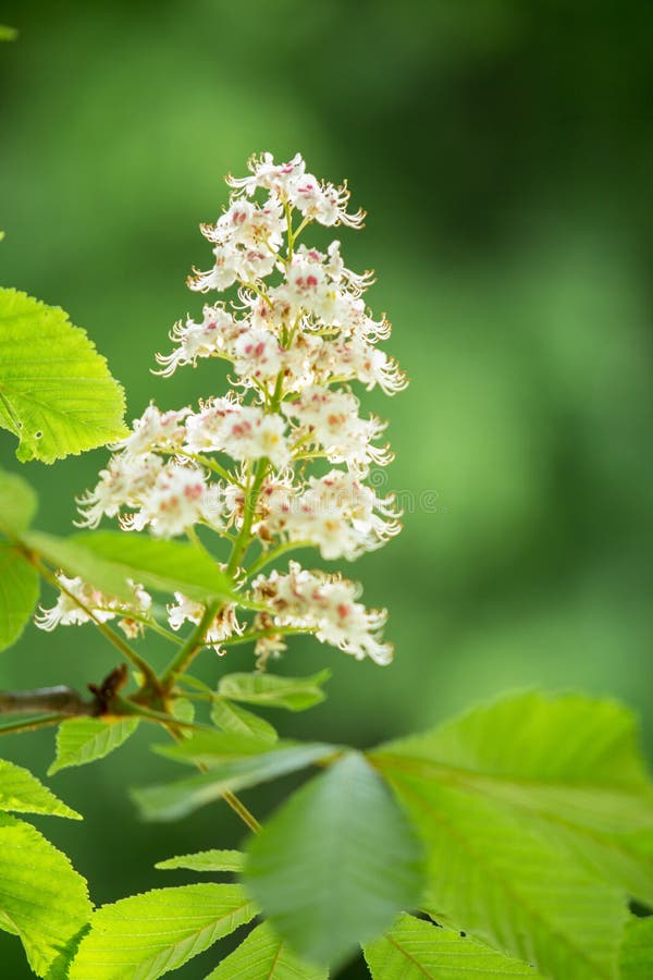 Chestnut tree on Spring stock photo. Image of inflorescence - 107425170
