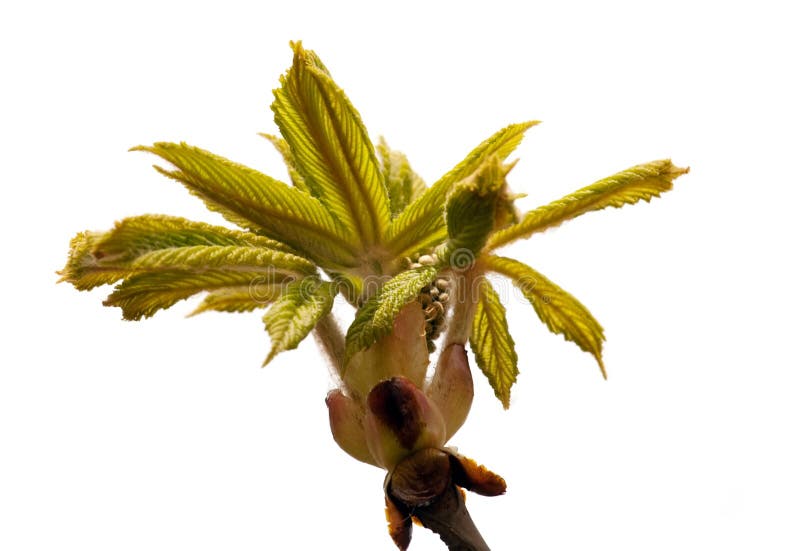 Chestnut Tree Spring Sprouts Stock Image - Image of fresh, gardening ...