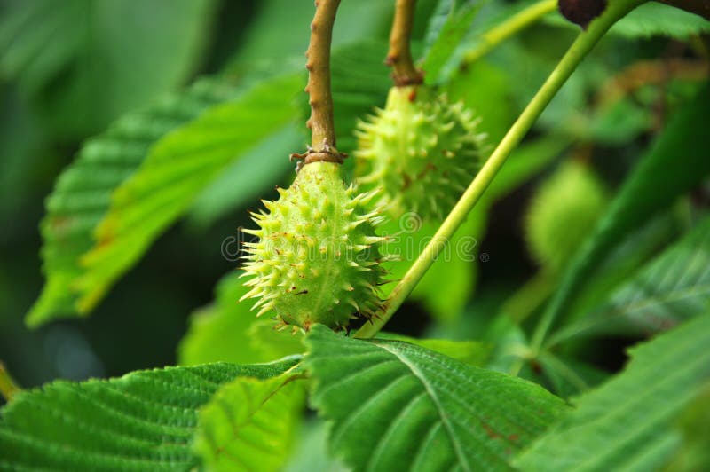A chestnut tree stock photo. Image of tree, green, nutrient - 86258216