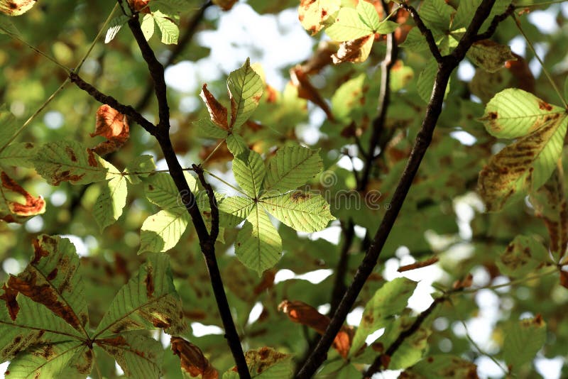 Chestnut tree stock photo. Image of chestnut, beautiful - 97736004