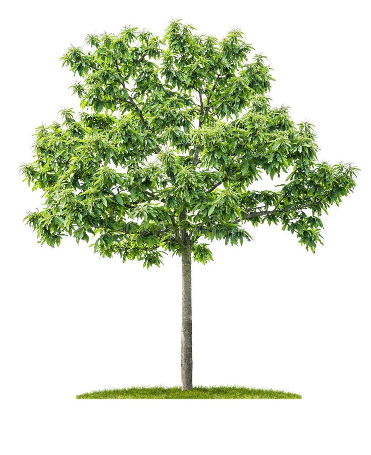 Isolated Chestnut Tree on a White Background Stock Image - Image of ...