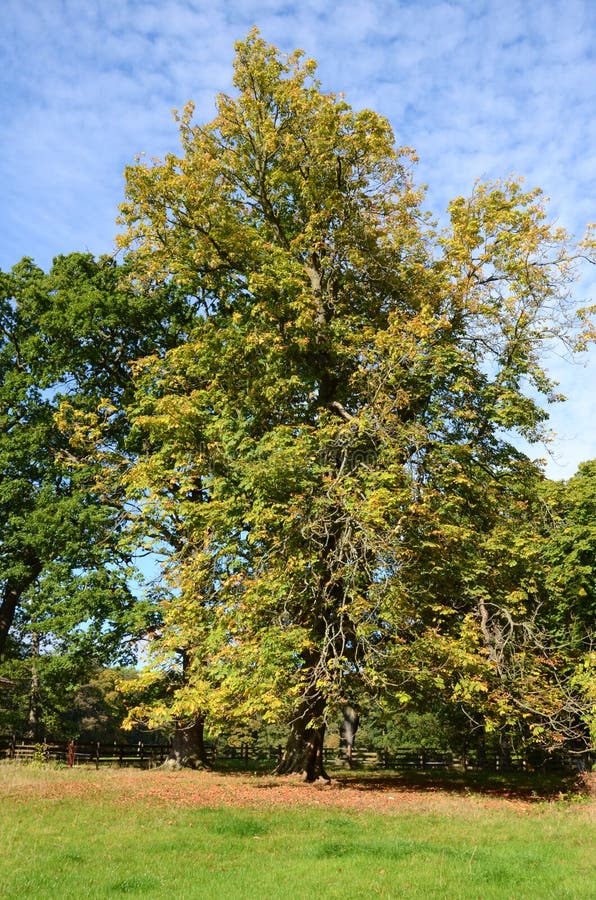 Chestnut trees in autumn stock image. Image of fall, grass - 45347155