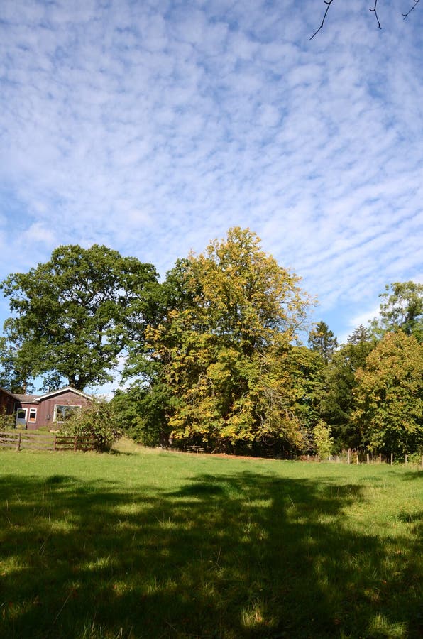 Chestnut trees in autumn stock photo. Image of orange - 45347088
