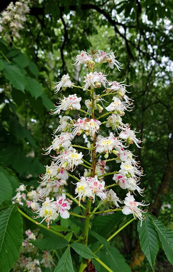 Chestnut Trees Begin To Bloom in Large White Clusters in Late Spring ...
