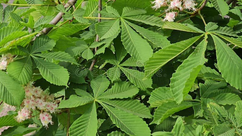Chestnut Trees during Spring Flowering, Chestnut Flowers during ...