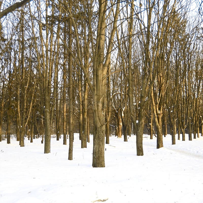 Chestnut Trees Under the Snow Stock Image - Image of scenic, time: 62156913