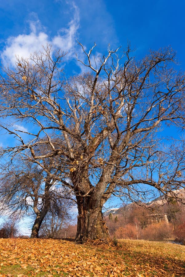 Chestnut Trees in Winter stock photo. Image of leaf, bark - 70024274
