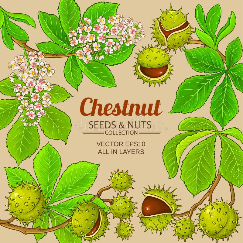 Chestnut set. Vector stock vector. Illustration of natural - 85436263
