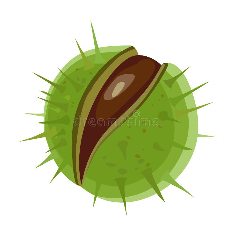 Chestnut Vector Icon.Cartoon Vector Icon Isolated on White Background ...