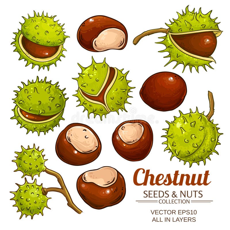 Chestnut Vector Icon.Black Vector Icon Isolated on White Background ...