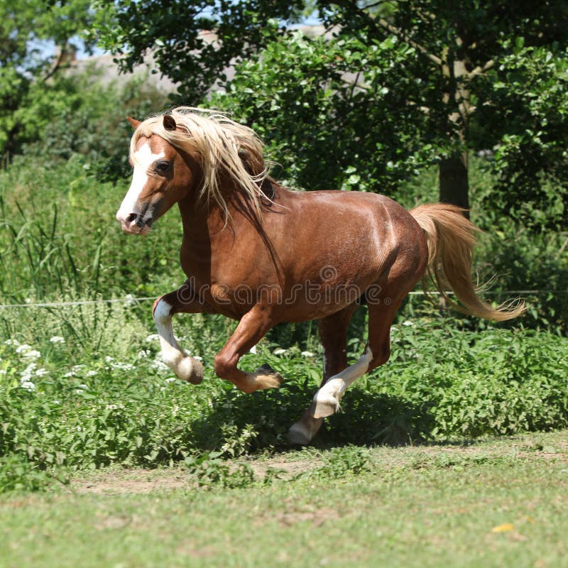Chestnut Welsh Mountain Pony Stallion Running Stock Image - Image of ...