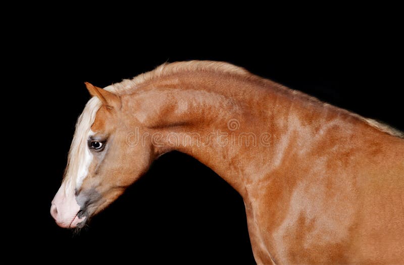 Chestnut welsh pony stock photo. Image of farm, beast - 21406142