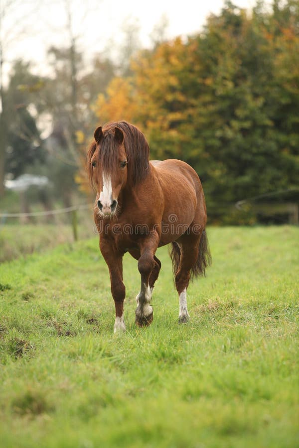 Black welsh cob stallion stock image. Image of outside - 30414917