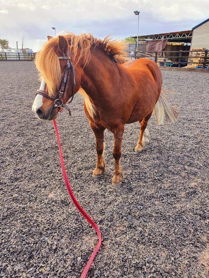Chestnut Welsh Pony Grazing in the Long Grass in Summer on a Livery ...