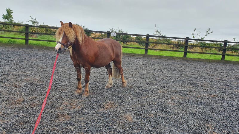 Chestnut Welsh Pony on Equestrian Livery Farm in Field Stock Photo ...