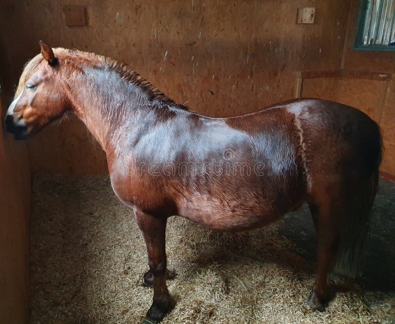 Chestnut Welsh Pony Standing in Field on Equestrian Livery Farm Stock ...