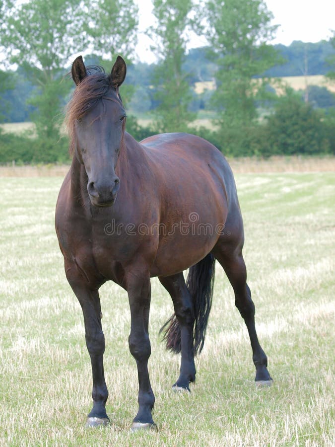 Chestnut Stallion stock photo. Image of equestrian, freedom - 111623014