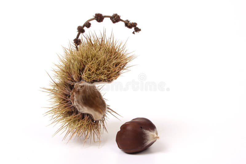 Chestnut in husk stock image. Image of inside, sativa - 16790487