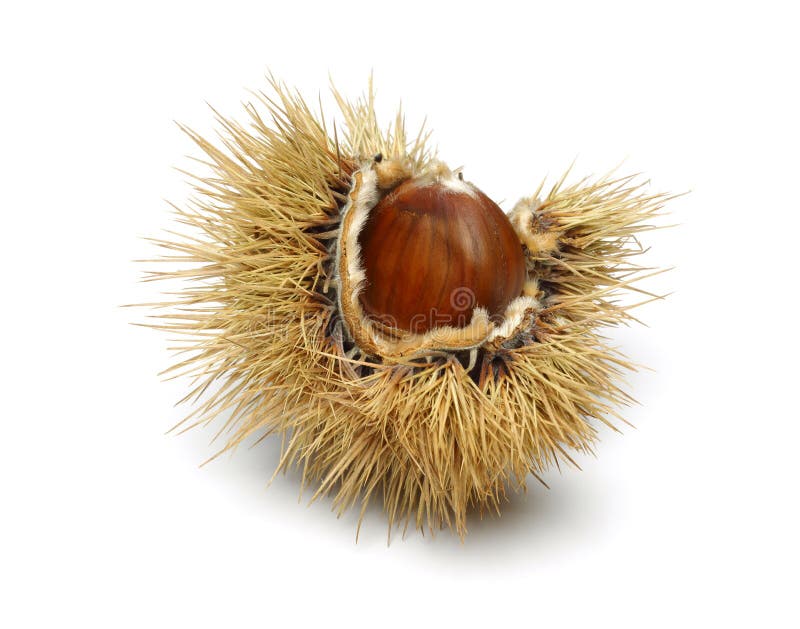Chestnut in husk stock image. Image of inside, sativa - 16790487