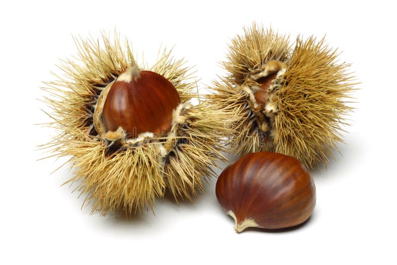 Chestnut in husk stock image. Image of inside, sativa - 16790487