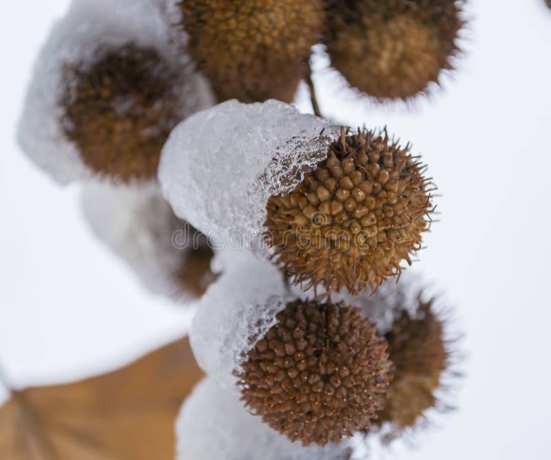 Frozen chestnut stock image. Image of frozen, season - 84951097