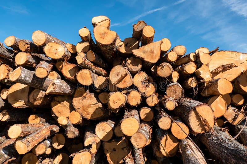 Stacks of Potential: Chestnut Logs for the Wood Industry Stock Image ...