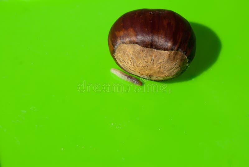 Chestnut worms stock photo. Image of crawler, seeds, life - 21923398
