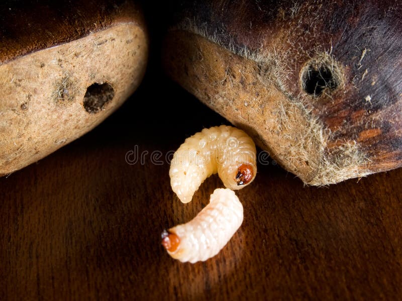 Chestnut worms stock photo. Image of crawler, seeds, life - 21923398