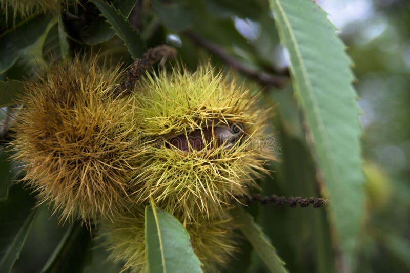 Chestnut in Yellow Hedgehog on Chestnut Tree in Forest Opening To Fall ...