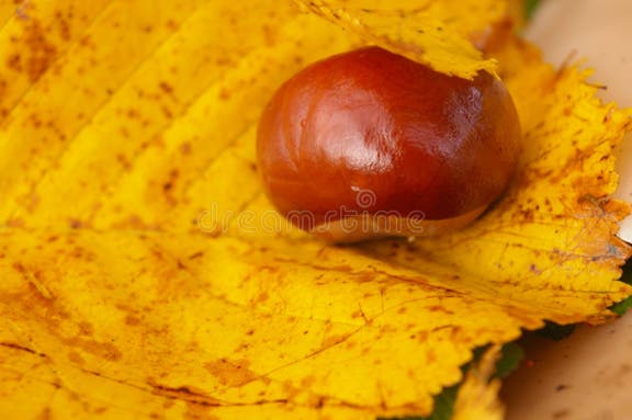 Chestnut on yellow leaf stock photo. Image of chestnut - 11937664