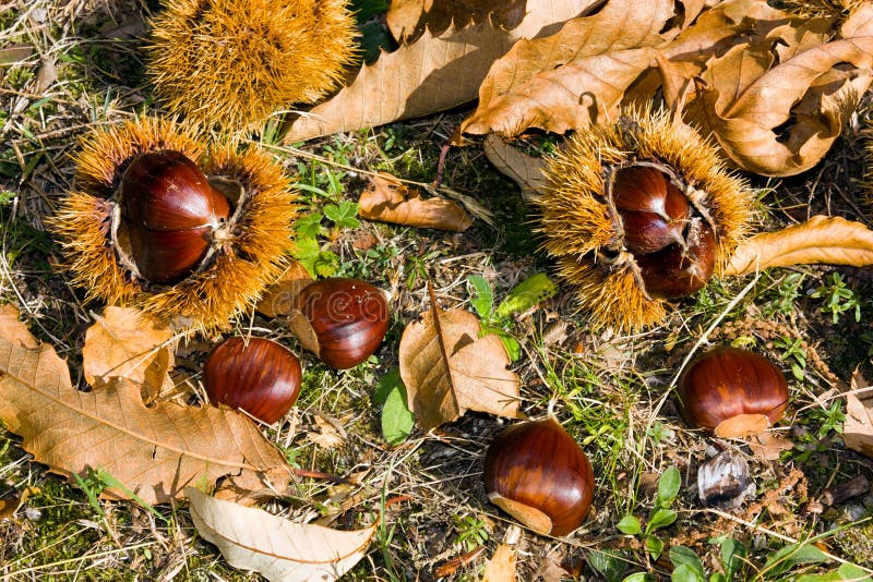 Chestnut autumn fall stock photo. Image of fruit, horse - 1418150