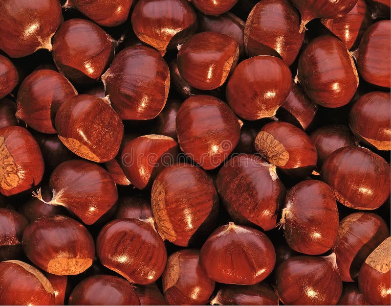 Chestnuts stock photo. Image of closeup, yellow, food - 12802788