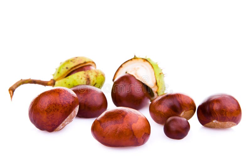 Horse chestnut stock image. Image of mahogany, conkers - 34982411