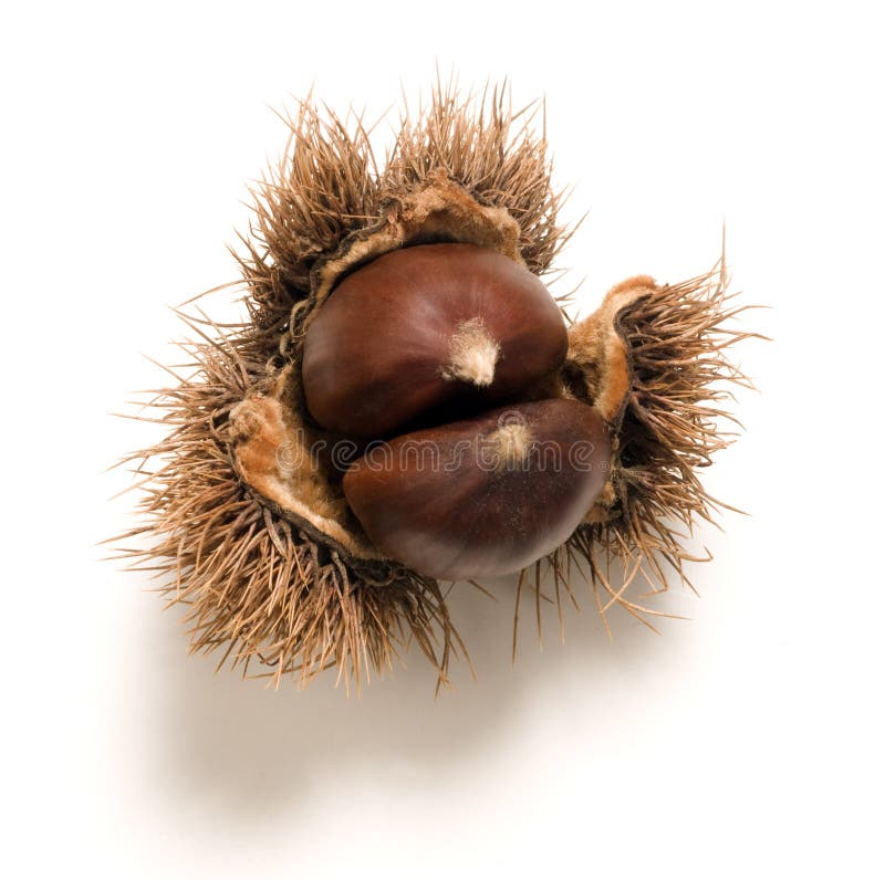 Chestnuts stock photo. Image of inside, chestnut, nature - 16334628