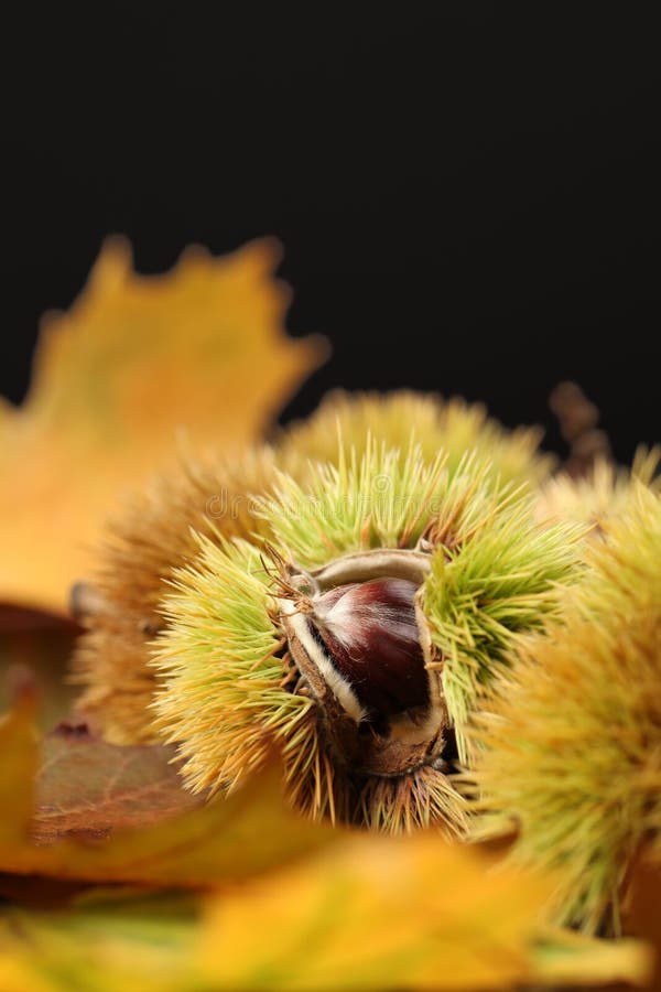 Chestnuts stock photo. Image of green, spiked, edible - 16362724