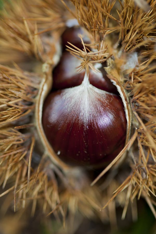 Autumn chestnuts stock image. Image of meditation, beautiful - 119394345